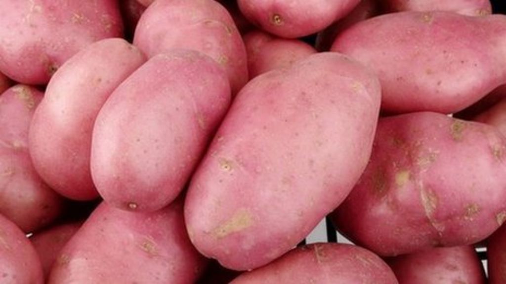 Could genetically modified potatoes eradicate blight? - BBC News