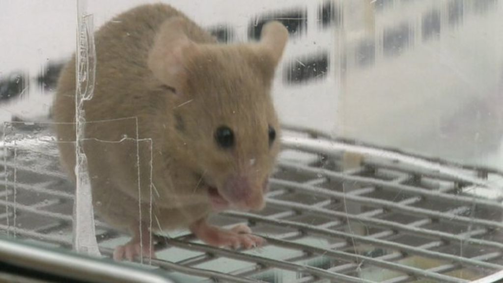 Does medicine really need lab mice? - BBC News