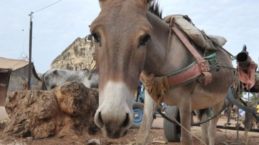 Kenya: Africa's first donkey abattoir feeds Chinese meat demand - BBC News