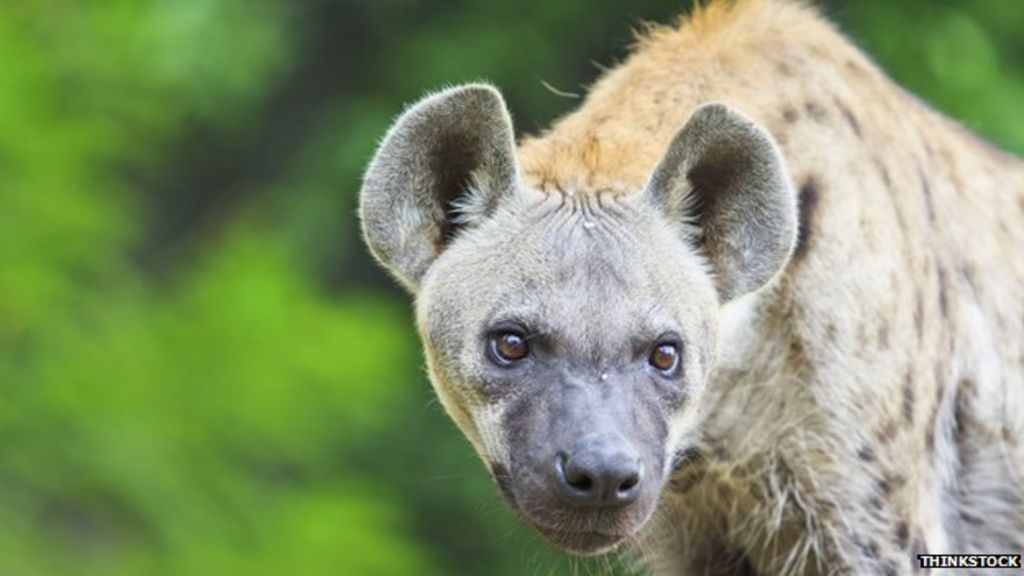 The urban hyenas that attack rough sleepers - BBC News