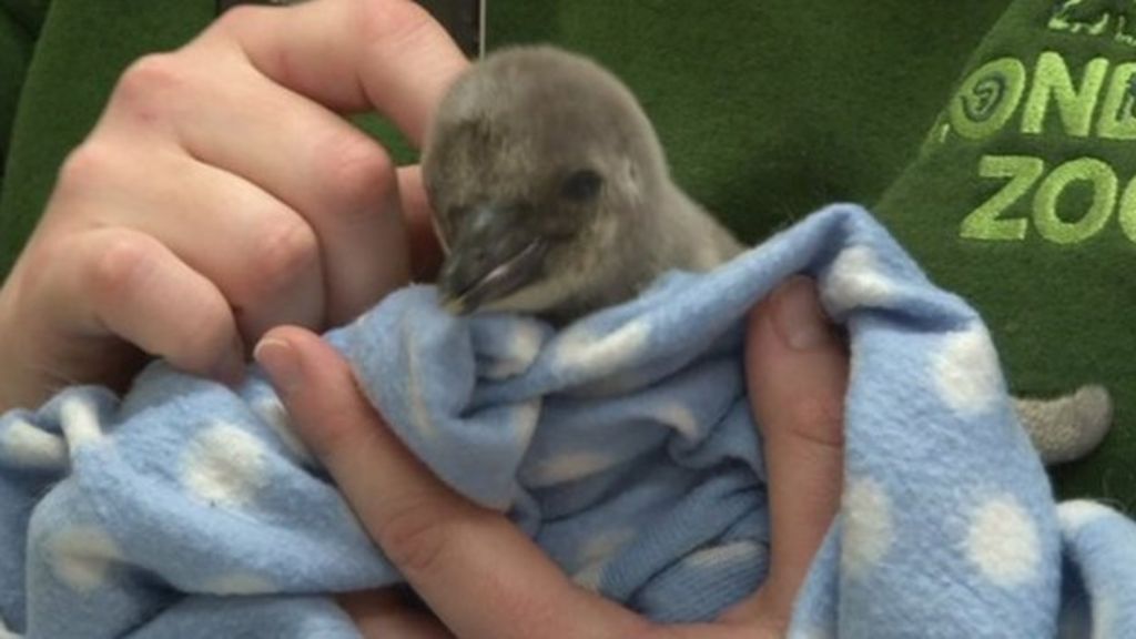 London Zoo's first penguin of the year born early - BBC Newsround