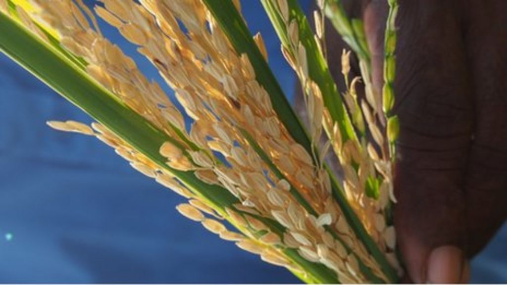 In pictures: Sri Lanka drought hits harvests - BBC News