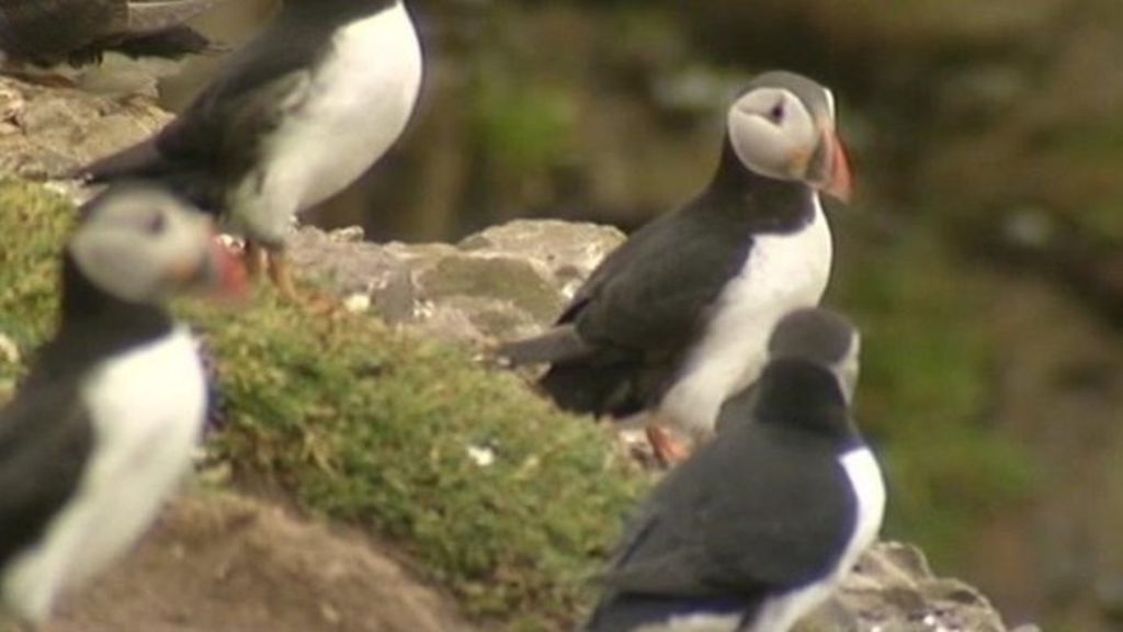 Fears for seabirds as storms kill puffins and razorbills - BBC News