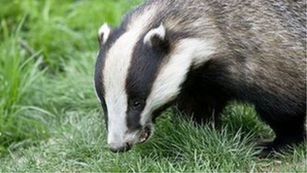 Police deny badger cull 'communication' - BBC News