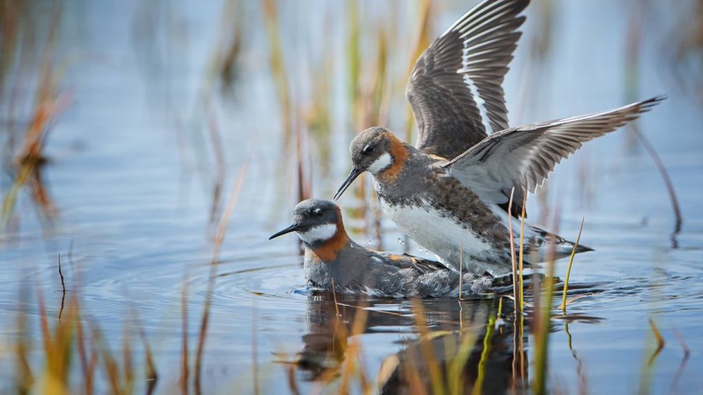 In pictures: RSPB Scotland Wildlife Photography Competition - BBC News