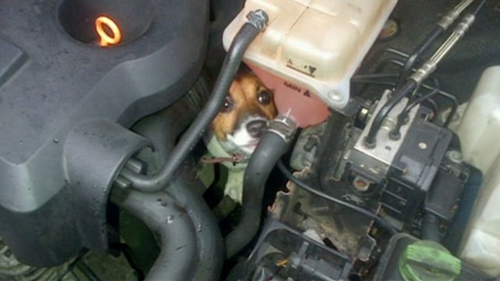 Dog survives 12-mile trip in car engine - BBC Newsround