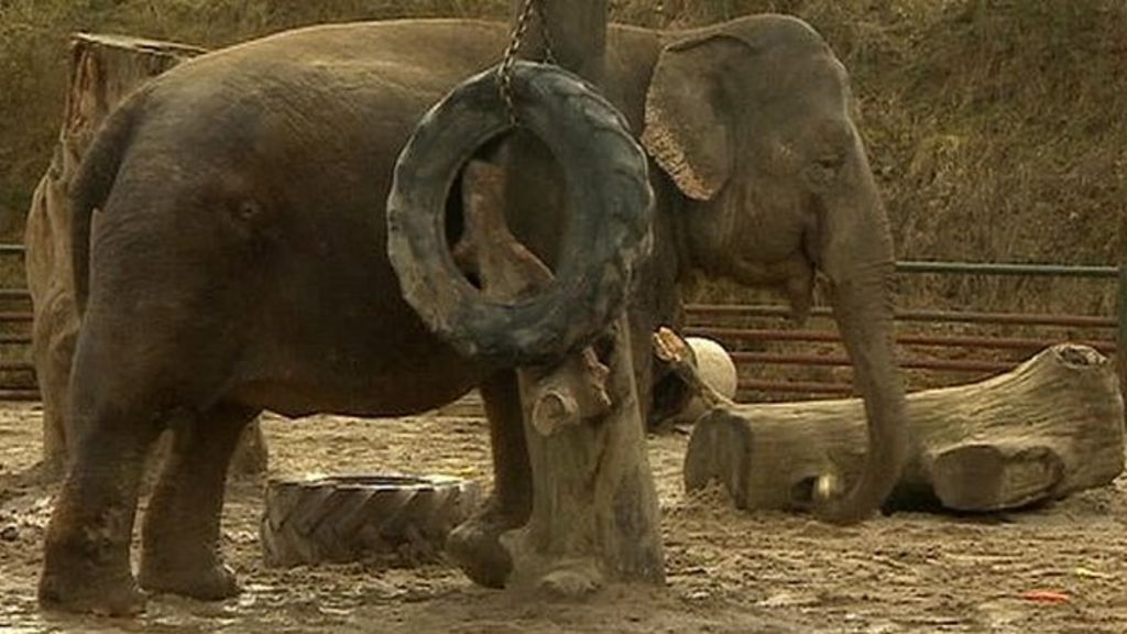 Anne the elephant new home plans criticised - BBC News