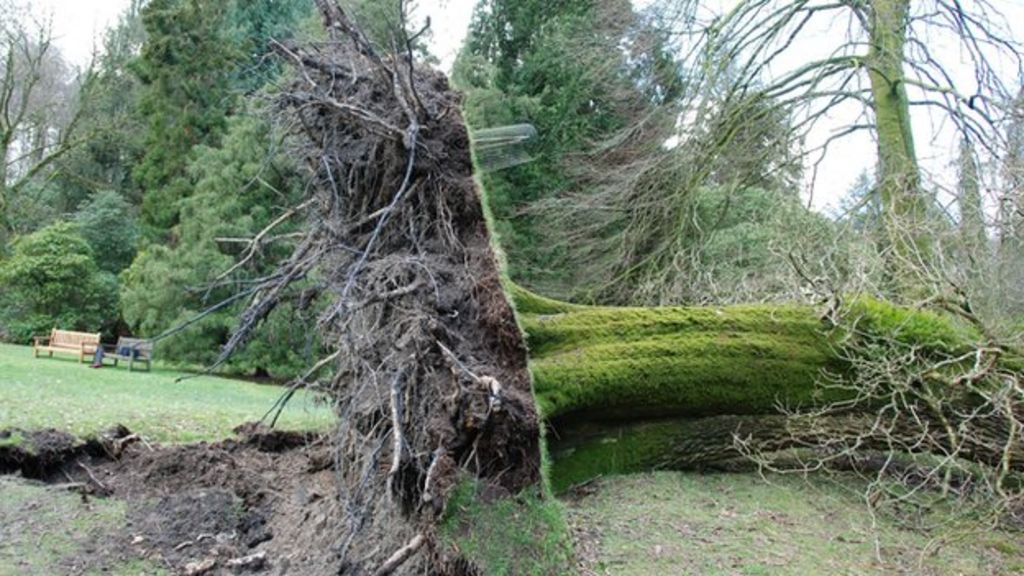 Tree storm damage 'worst since 1987' - BBC News
