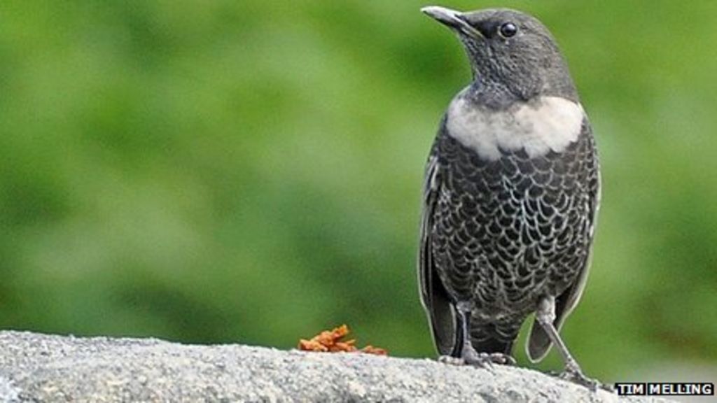 'Rare' habitat on Dartmoor set alight for scarce birds - BBC News