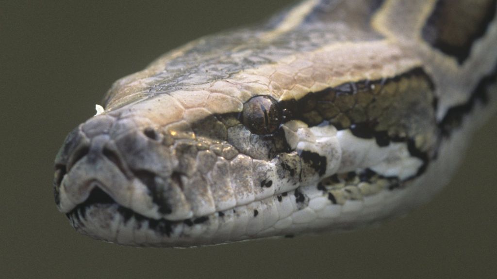 Giant pythons have 'homing instinct' - BBC News