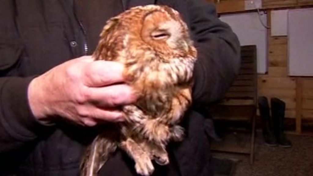 'Lucky' the owl survives 300-mile train trip - BBC News