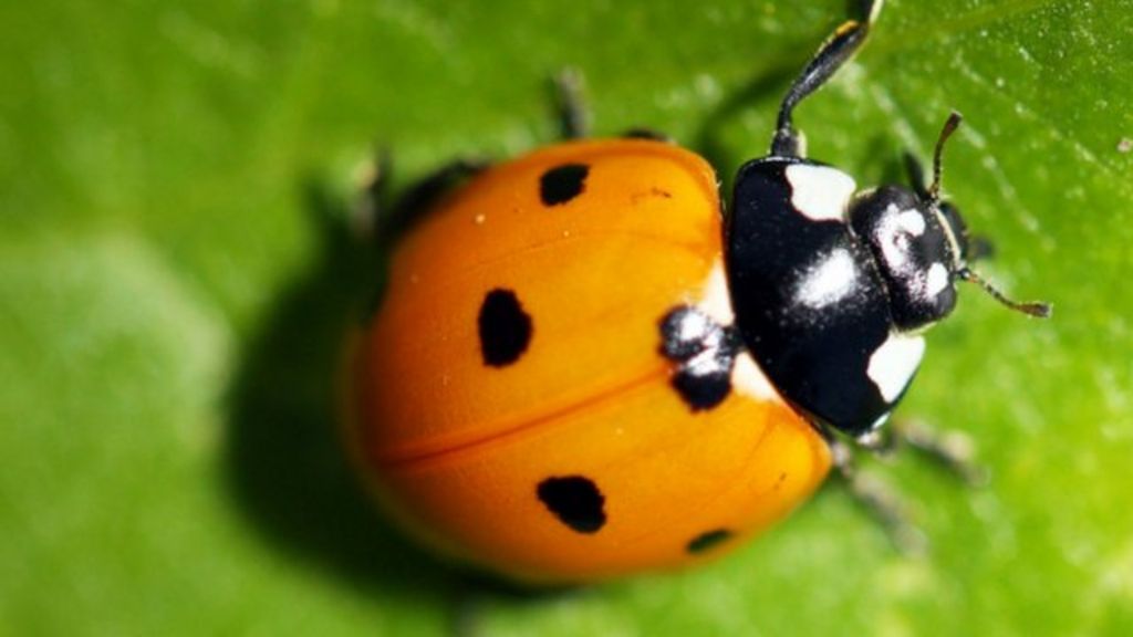 How fast can a ladybird fly? - BBC Newsround