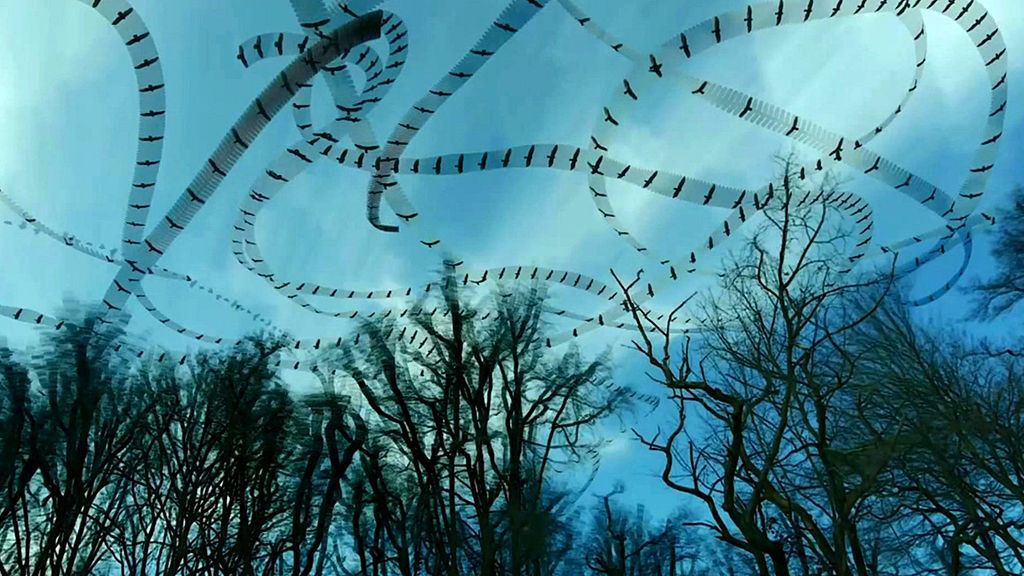Bringing the flight patterns of birds to life - BBC News