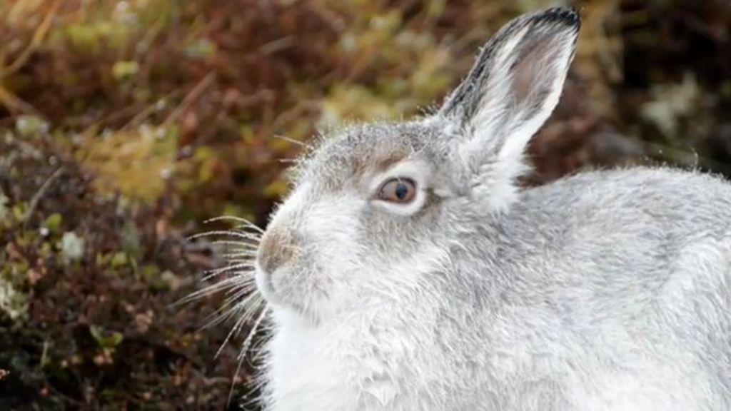 Teenage photographer Will Nicholls captures the world's creatures - BBC ...