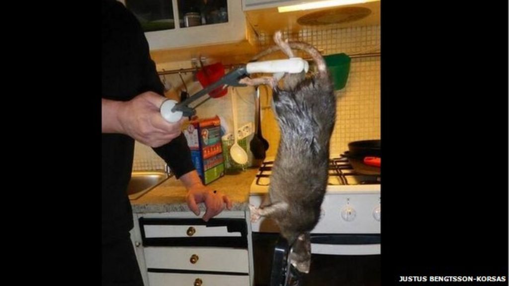 Stockholm man on finding giant 'Ratzilla' - BBC News