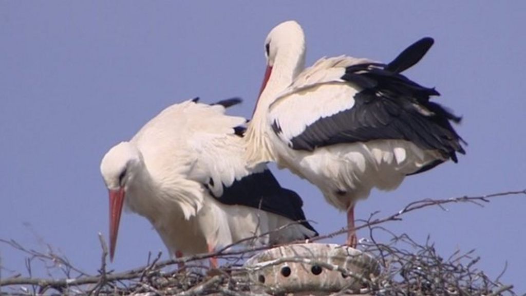 Nesting storks could end six-century wait - BBC News