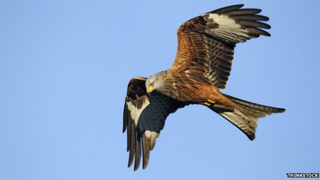 Highland birds of prey deaths at Conon Bridge increase to 16 - BBC News