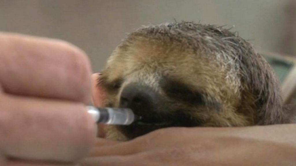 The woman who rescued 200 sloths - BBC News