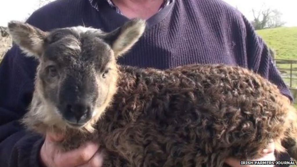Geep: Rare 'goat-sheep' born on Irish farm - BBC News