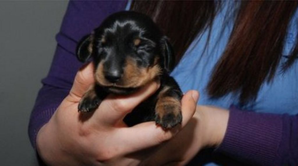 Mini Winnie: Britain's first cloned dog is born - BBC News