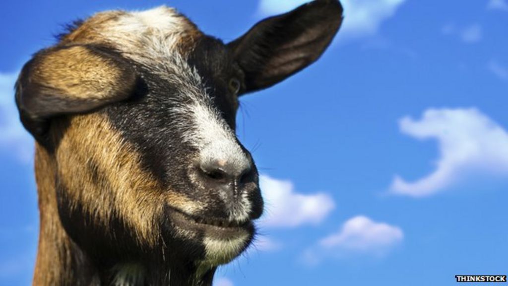 The internet's great goat obsession - BBC News