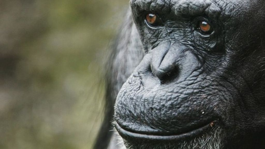 Chimpanzees escape enclosure at Kansas City Zoo - BBC News