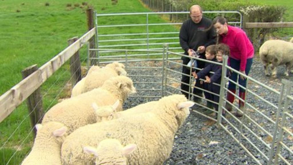 'Horrific' sheep attacks almost double in Northern Ireland - BBC News
