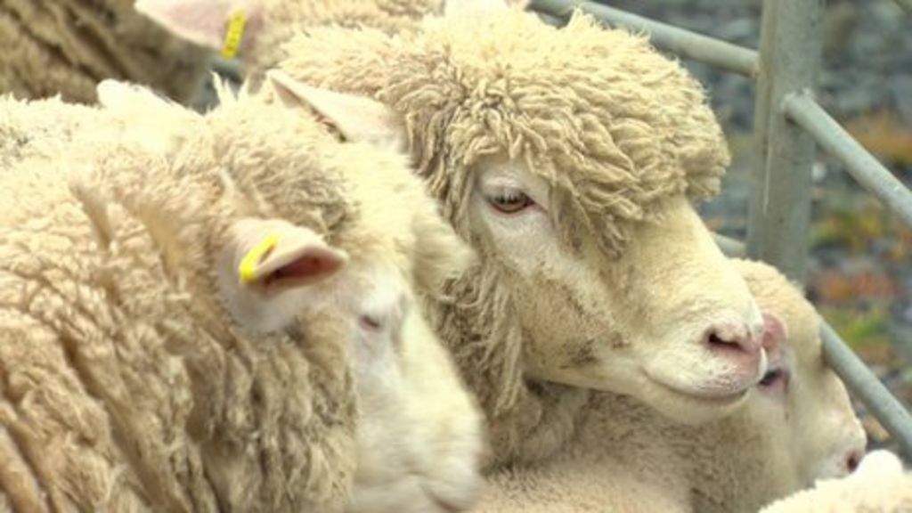 'Horrific' sheep attacks almost double in Northern Ireland - BBC News