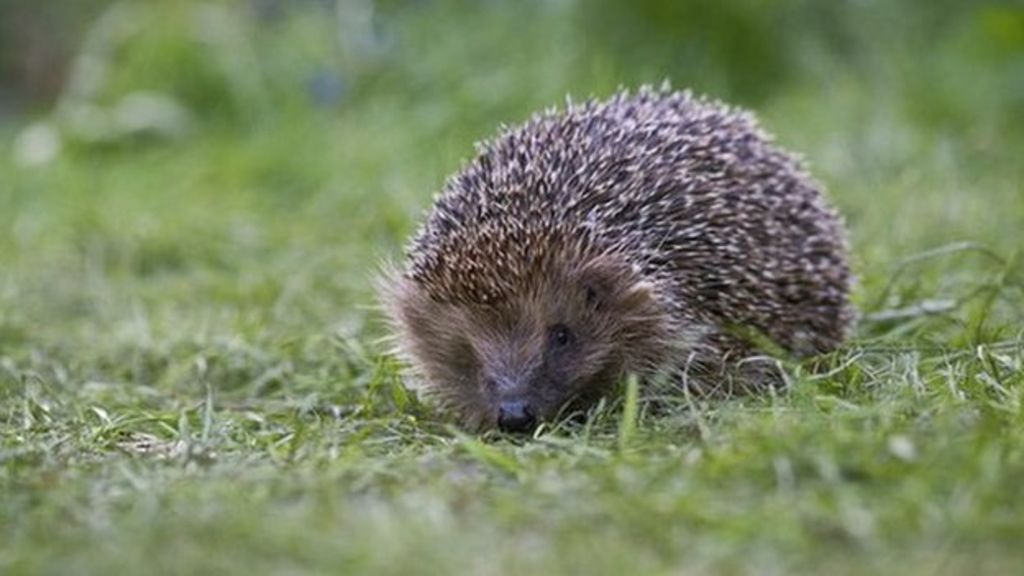 Hedgehog numbers increase in badger cull areas - BBC Newsround
