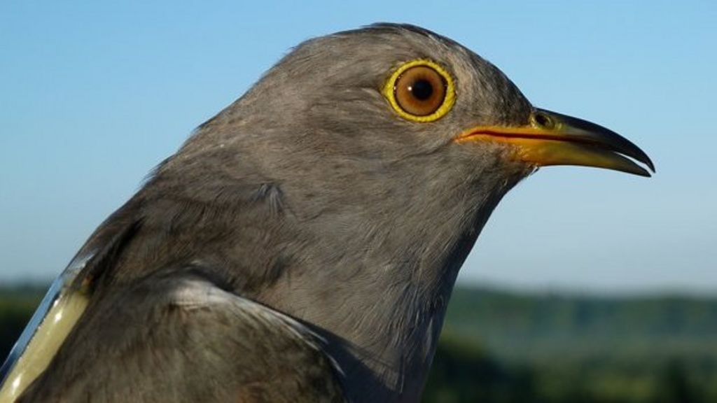 Chris Packham cuckoo reveals migration secrets - BBC News