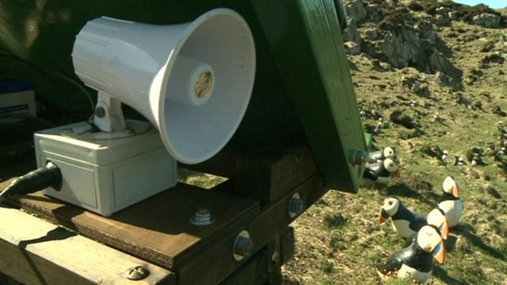 Hear the puffin sound system in action - BBC Newsround