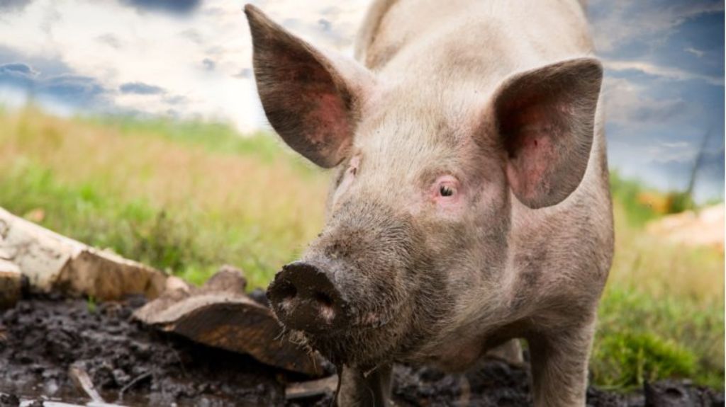 India: City criticised over call for pig-shooters - BBC News