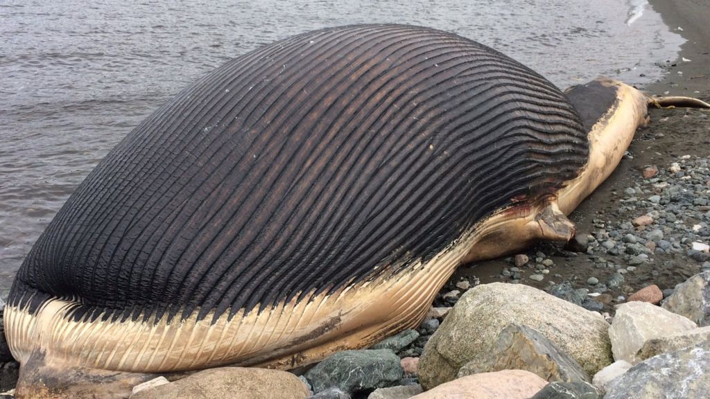 Dead blue whale 'might explode' in Newfoundland town - BBC News