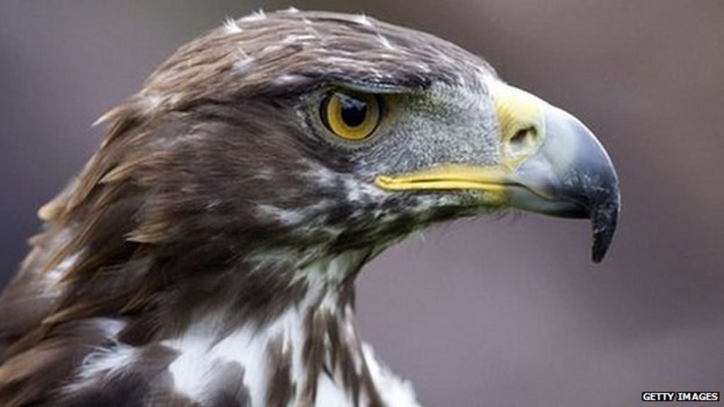 Golden eagle sighting near Wrexham 'exciting' - BBC News