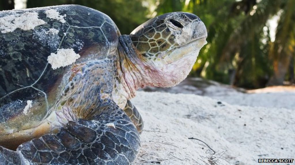 Turtle migration driven by hatchling drift experience - BBC News