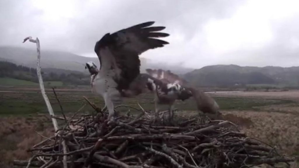 Dyfi ospreys observatory offers 'incredible views' - BBC News