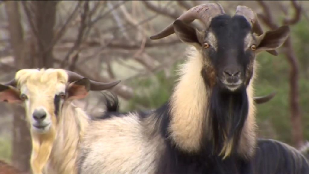 Australian goat exports set to double, according to suppliers - BBC News
