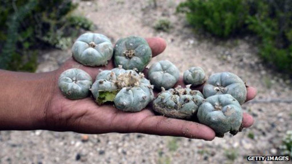 Three men hospitalised after taking mescaline in Chichester - BBC News