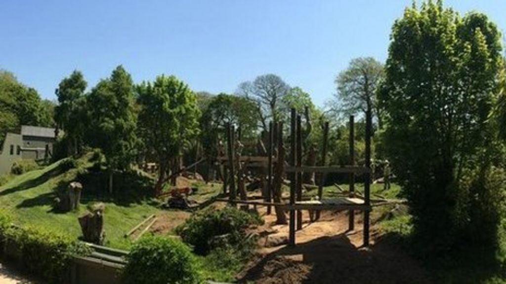 Jersey's Durrell park climbing frame built for gorillas - BBC News