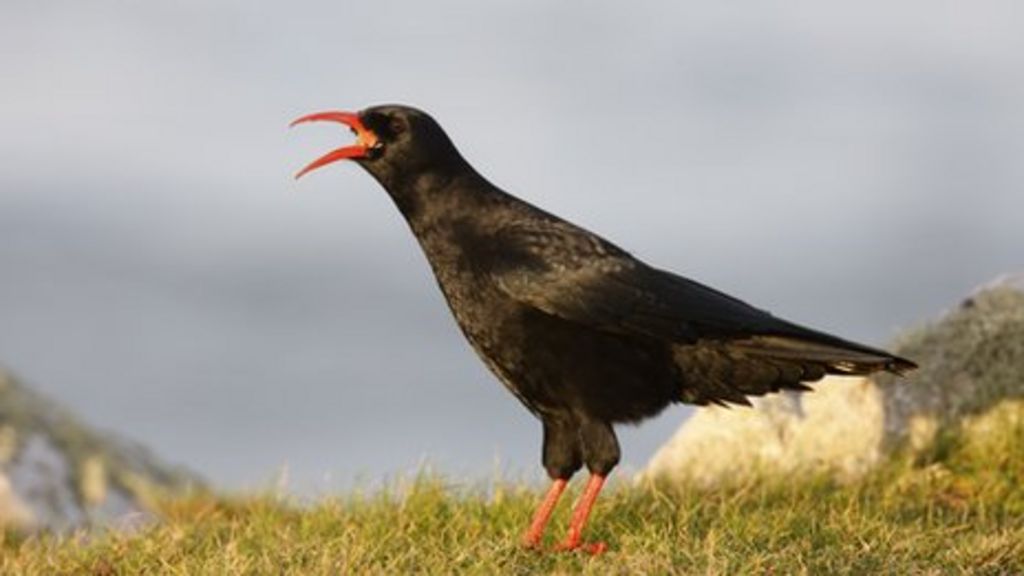 The chough: RSPB survey into one of Scotland's rarest birds - BBC News