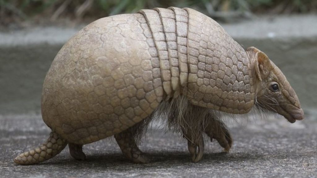 Calls on Fifa to help protect armadillo - BBC Newsround