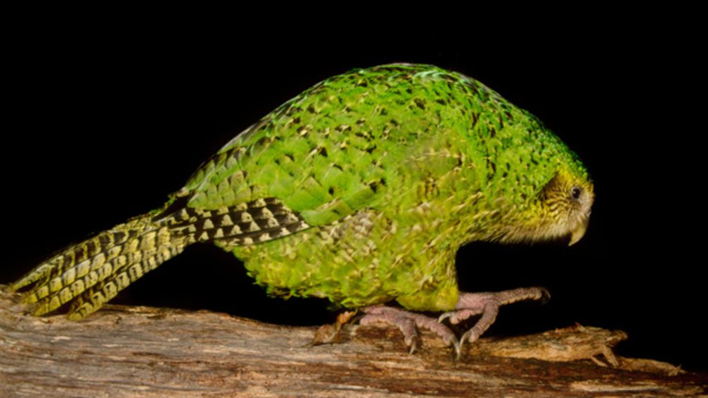 New Zealand: Landslide kills rare flightless parrot - BBC News