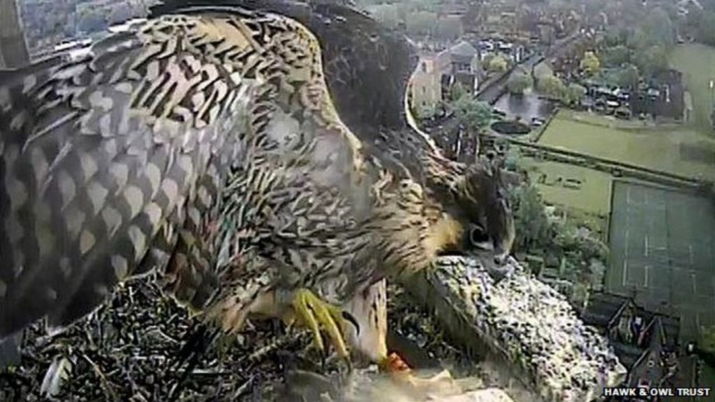 Norwich Cathedral peregrine falcons webcam superstars - BBC News
