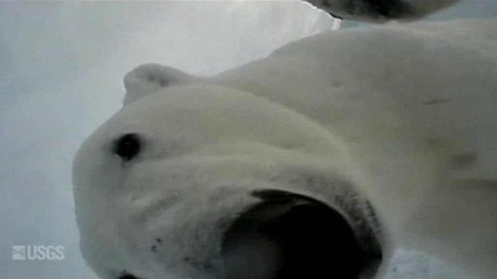 'Polar Cam' captures adventures of Alaskan polar bear - BBC Newsround