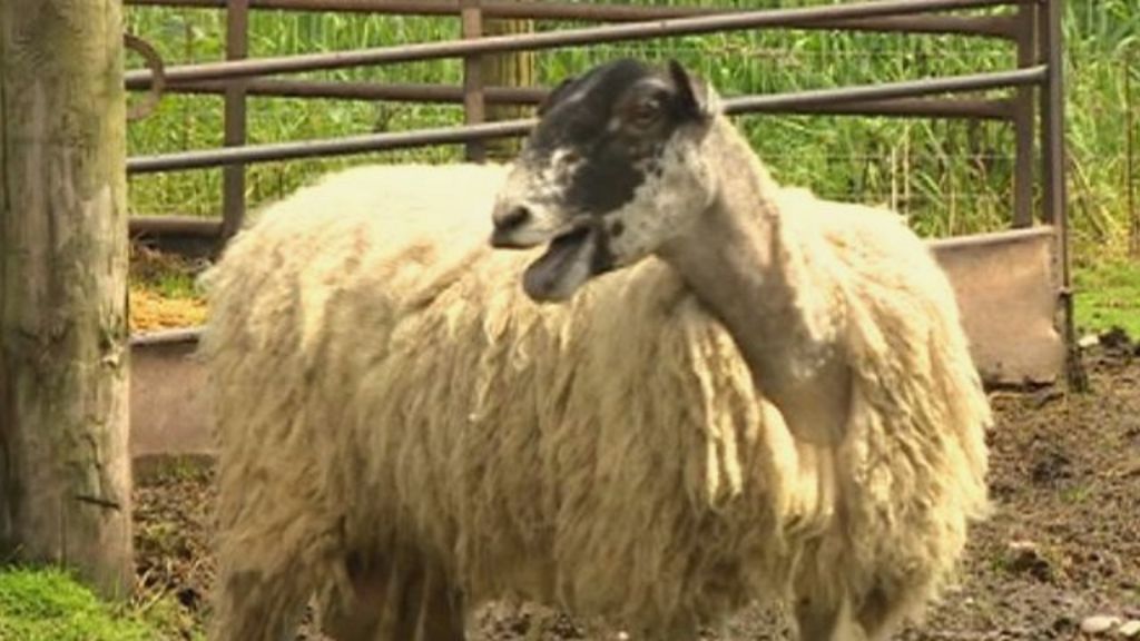 Shropshire sheep shearers behind schedule - BBC News