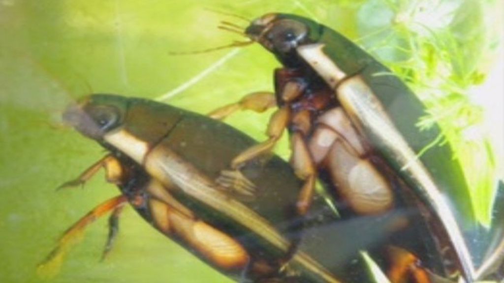 Beetles' sticky legs aid aquatic sex - BBC News
