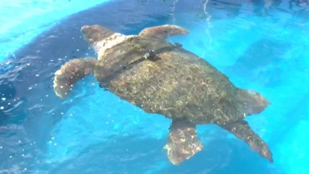 Can Brazil's World Cup turtle oracle match Paul the Octopus? - BBC News