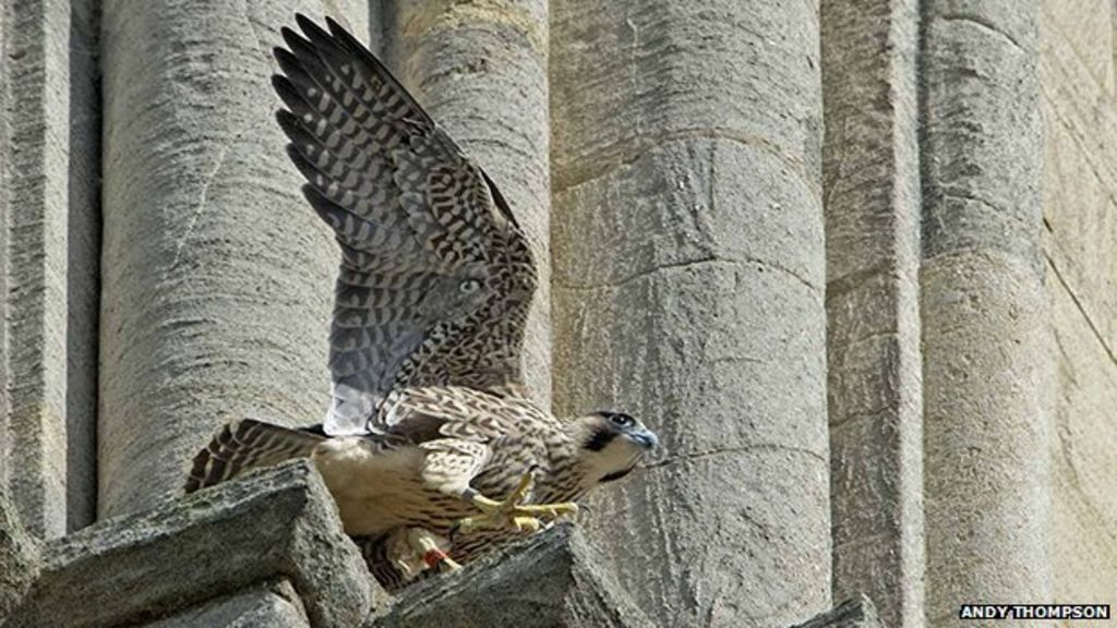 Norwich Cathedral peregrine falcon chick found dead - BBC News