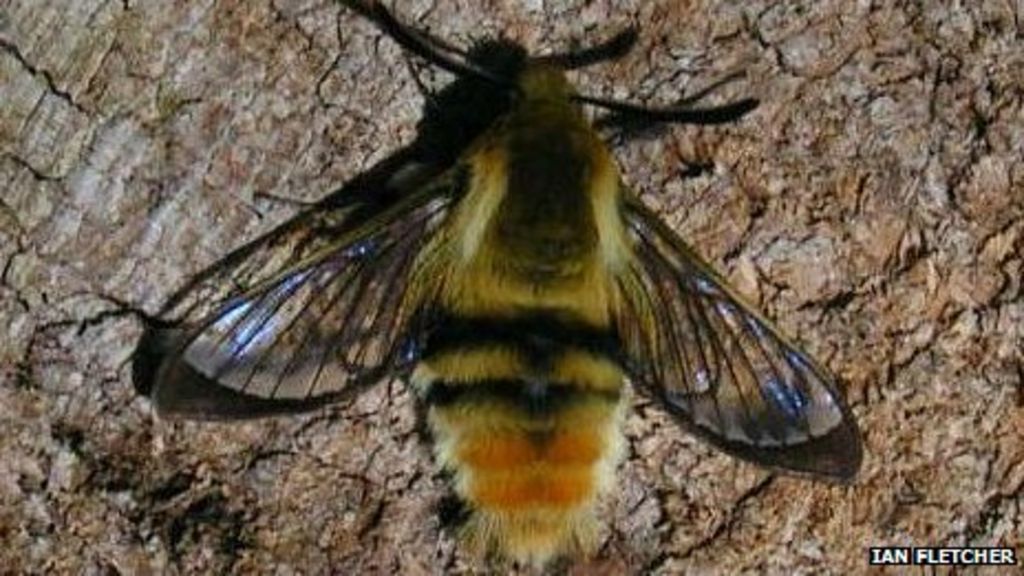 Bee Hawk moth spotted by expert on Isle Of Wight - BBC News