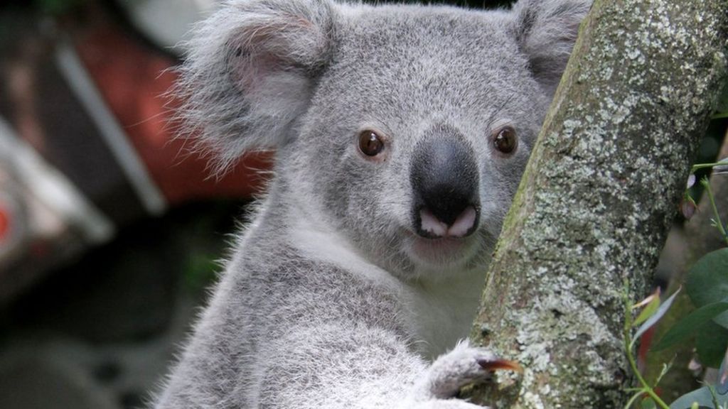 First koala ever to be born in the UK dies at Edinburgh Zoo - BBC News